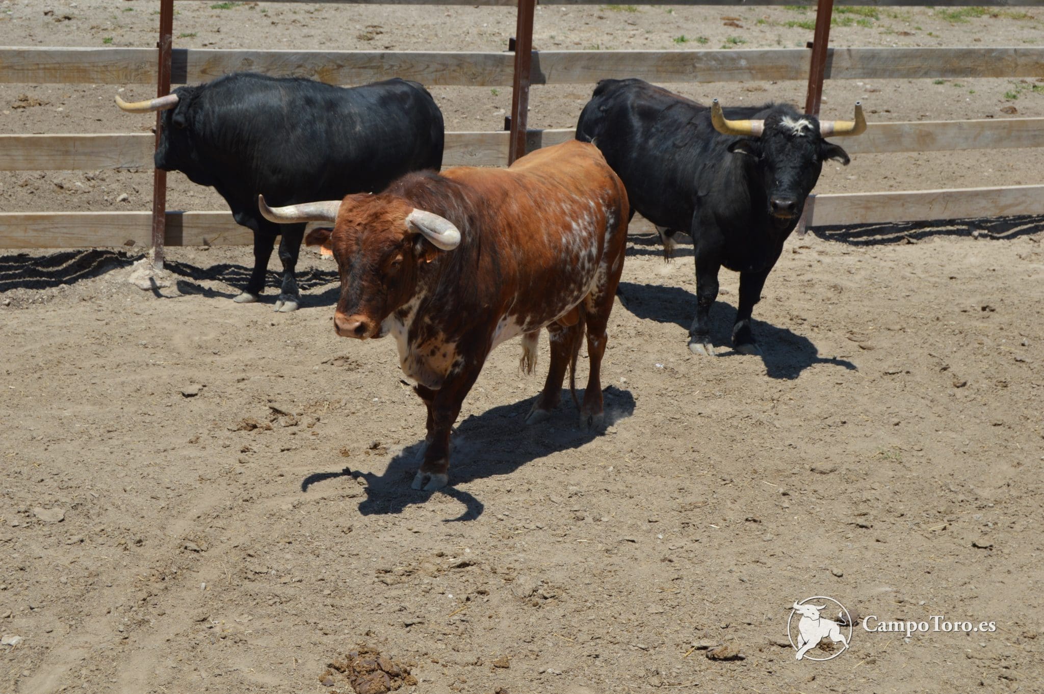 Family Fighting bull ranch Tour Madrid | Brave Bull Experiences