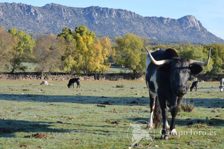 Visit a Brave bull ranch in Madrid | CampoToro.es | Bull experiences