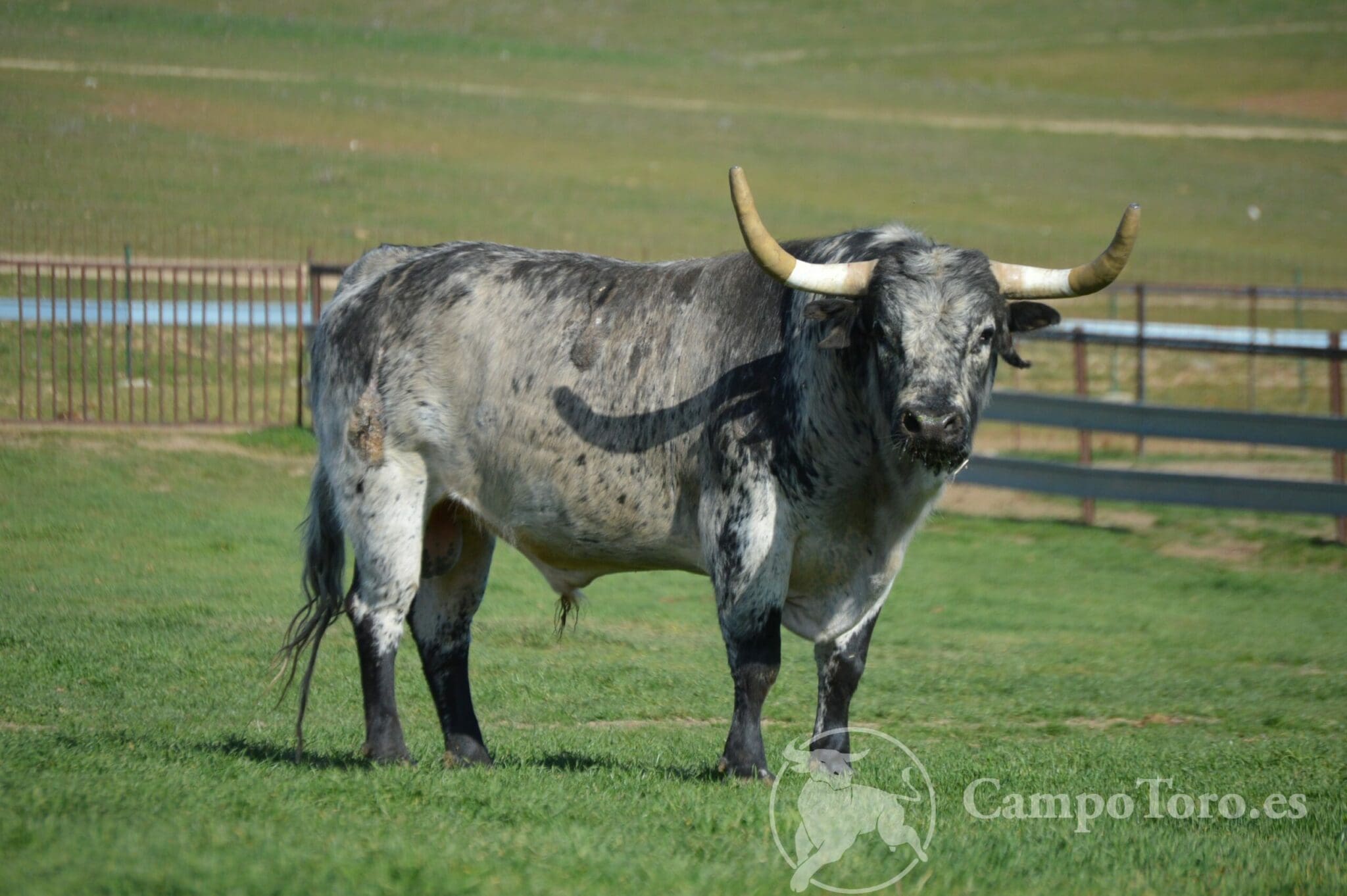 Complete Experience | CampoToro.es | Baby bull running