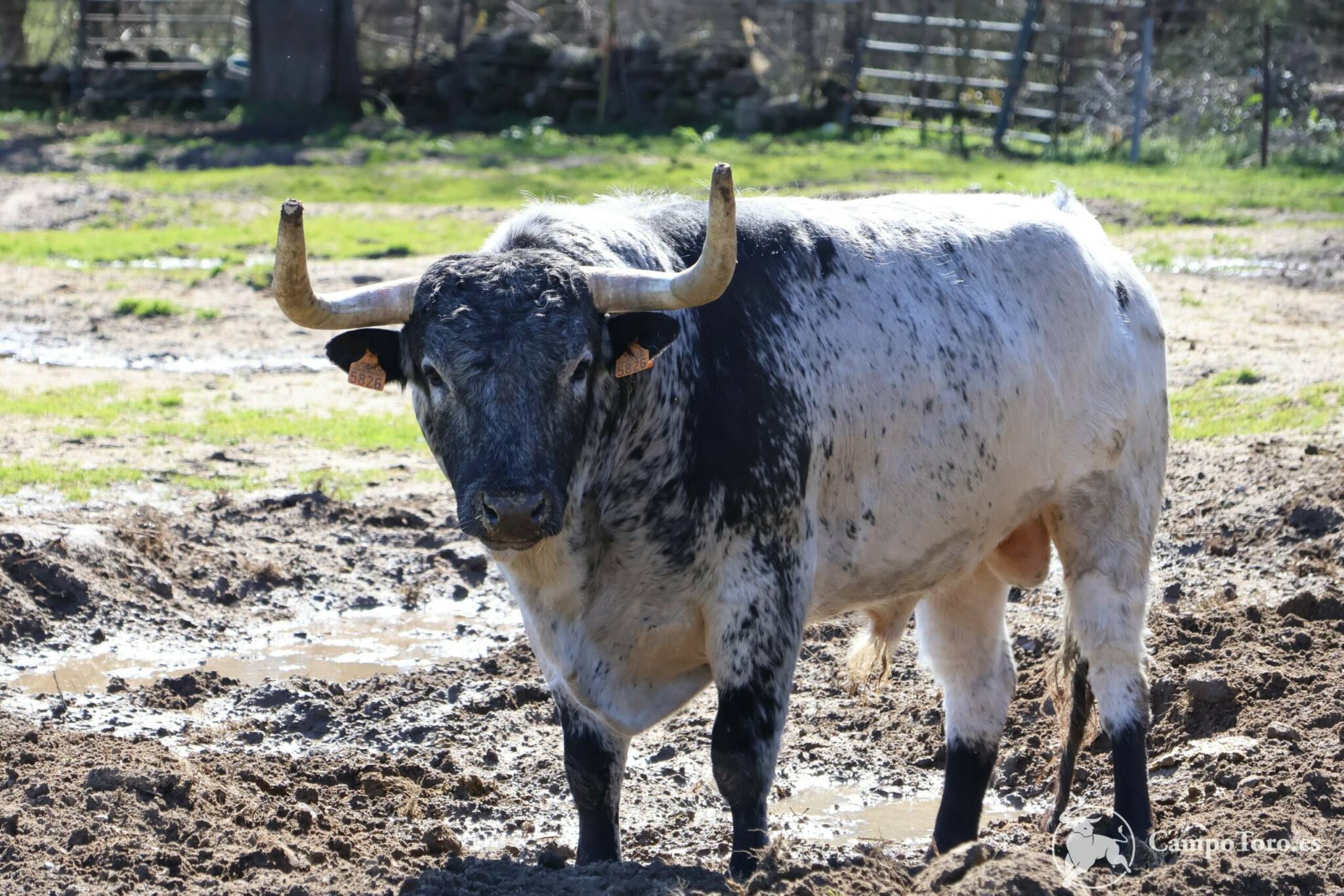 Bullfighting Vocabulary, Dive into Spanish culture | Campotoro.es