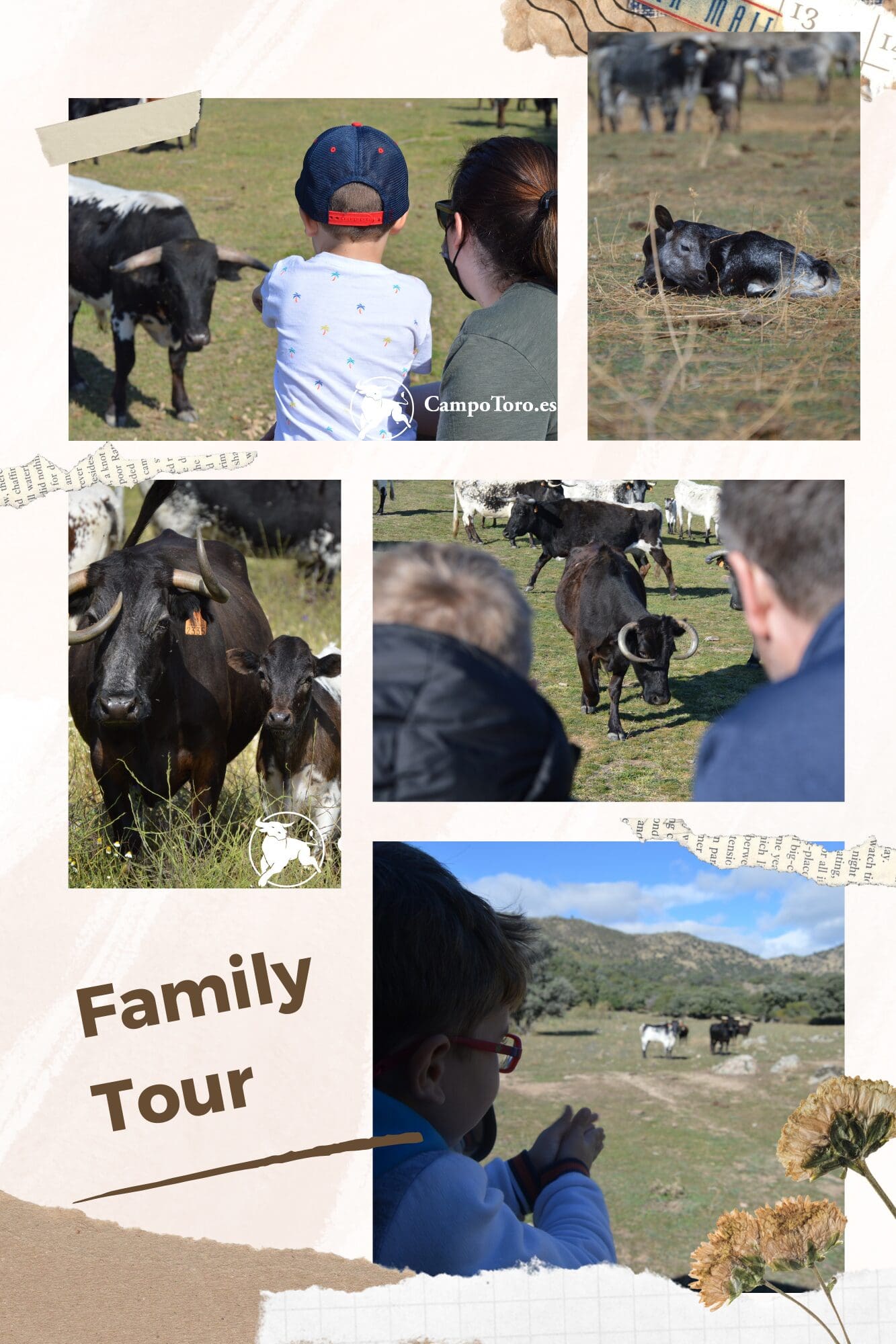 Visit the Ferdinand bull farm experience in Madrid | CampoToro.es