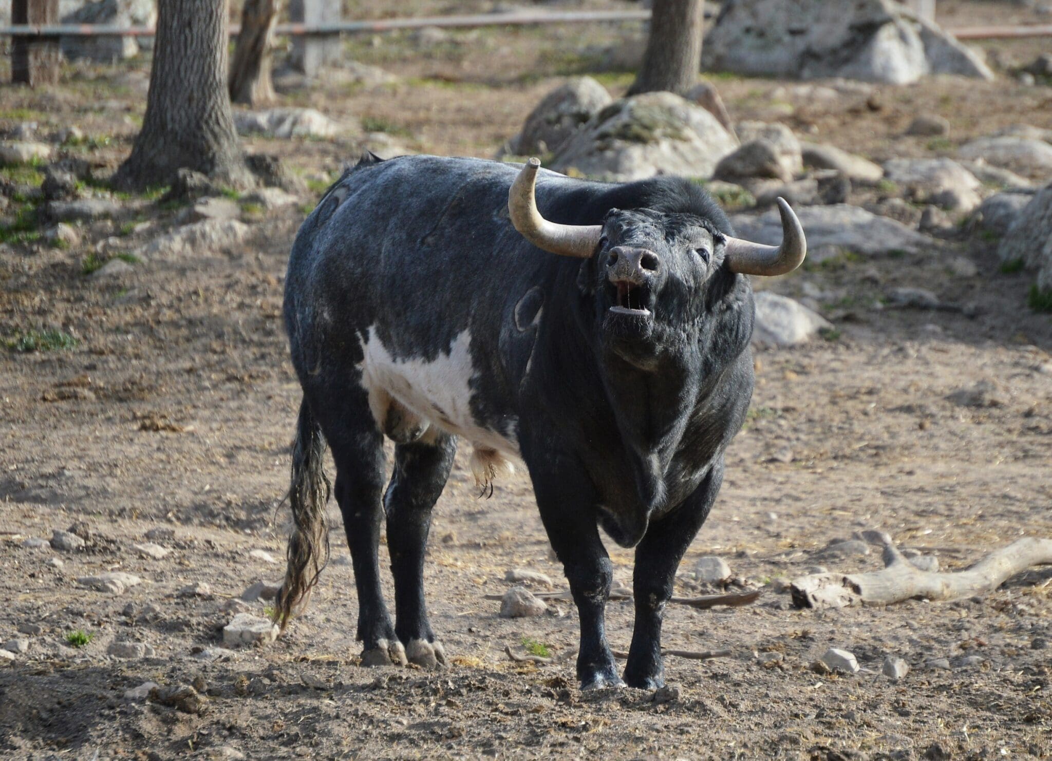 Selección Toros | CampoToro.es