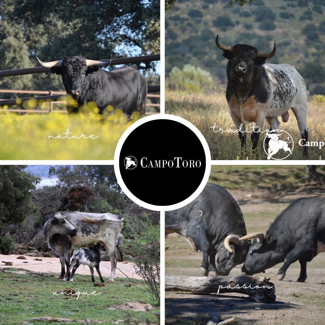 How to Visit a Brave Bull Ranch Without Supporting Bullfighting ...