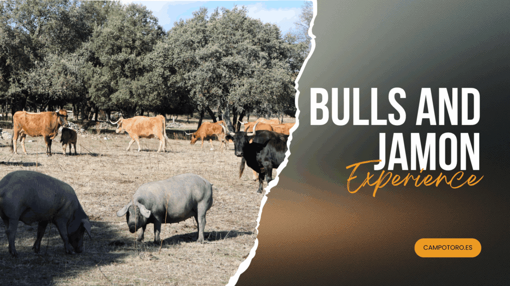 Bull Ranch & Iberian Pig Farm in Madrid | Jamón Tasting Tour